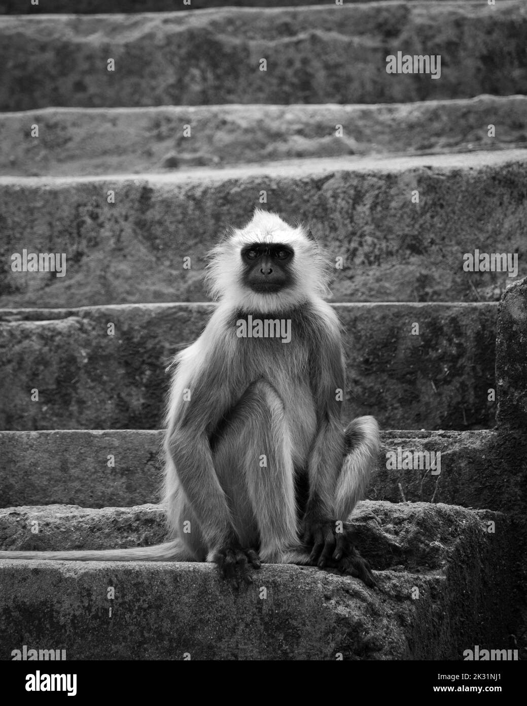 A grayscale shot of a Gray Langur monkey sitting on stone stairs ...