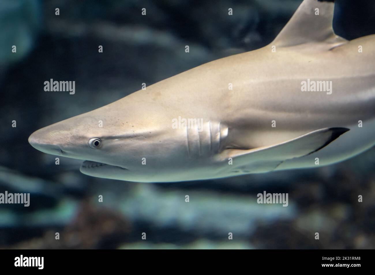 Blacktip reef shark (Carcharhinus melanopterus) at the Georgia Aquarium ...