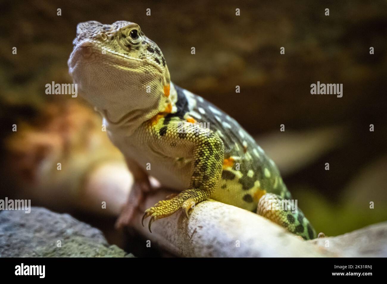 Collared lizard (Crotaphytus collaris) at the Georgia Aquarium in ...