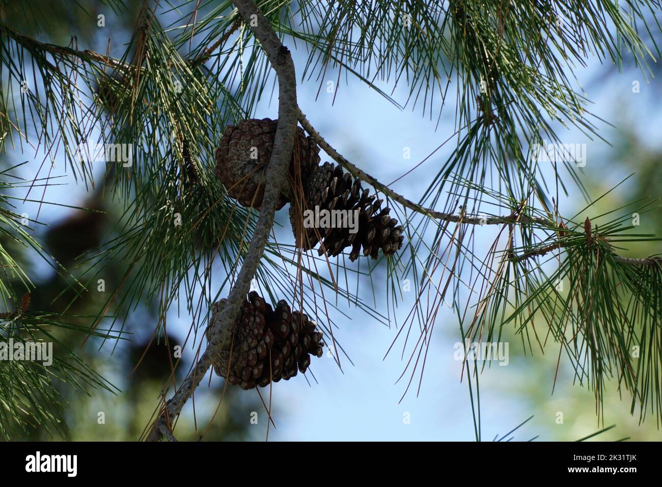 Pine Cones from a Pinus Halepensis Stock Photo - Alamy