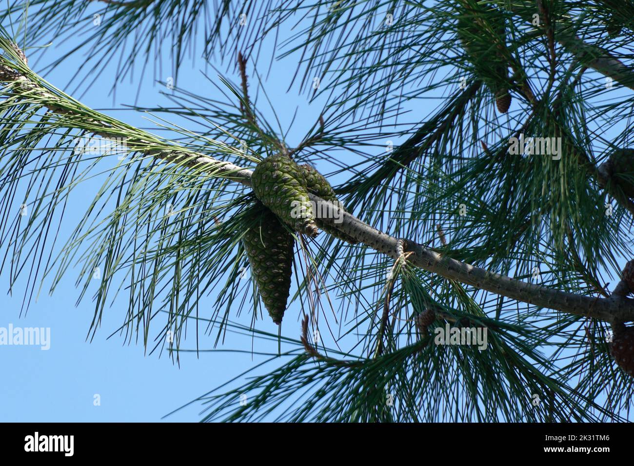 Pine Cones from a Pinus Halepensis Stock Photo - Alamy