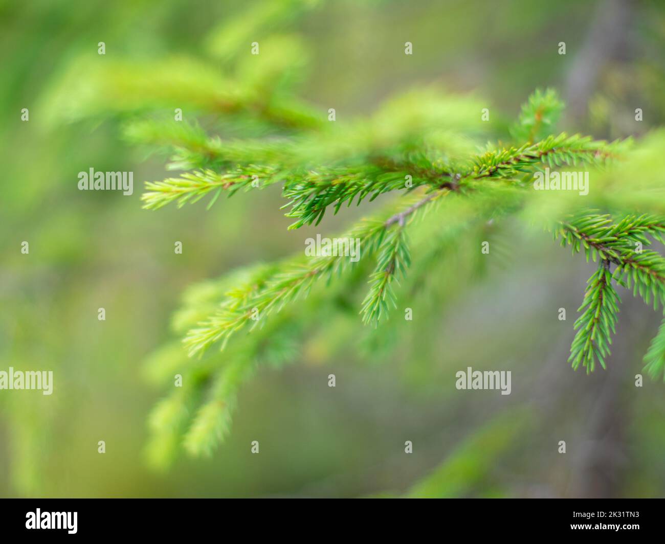 Christmas Background with beautiful green pine tree brunch close up ...