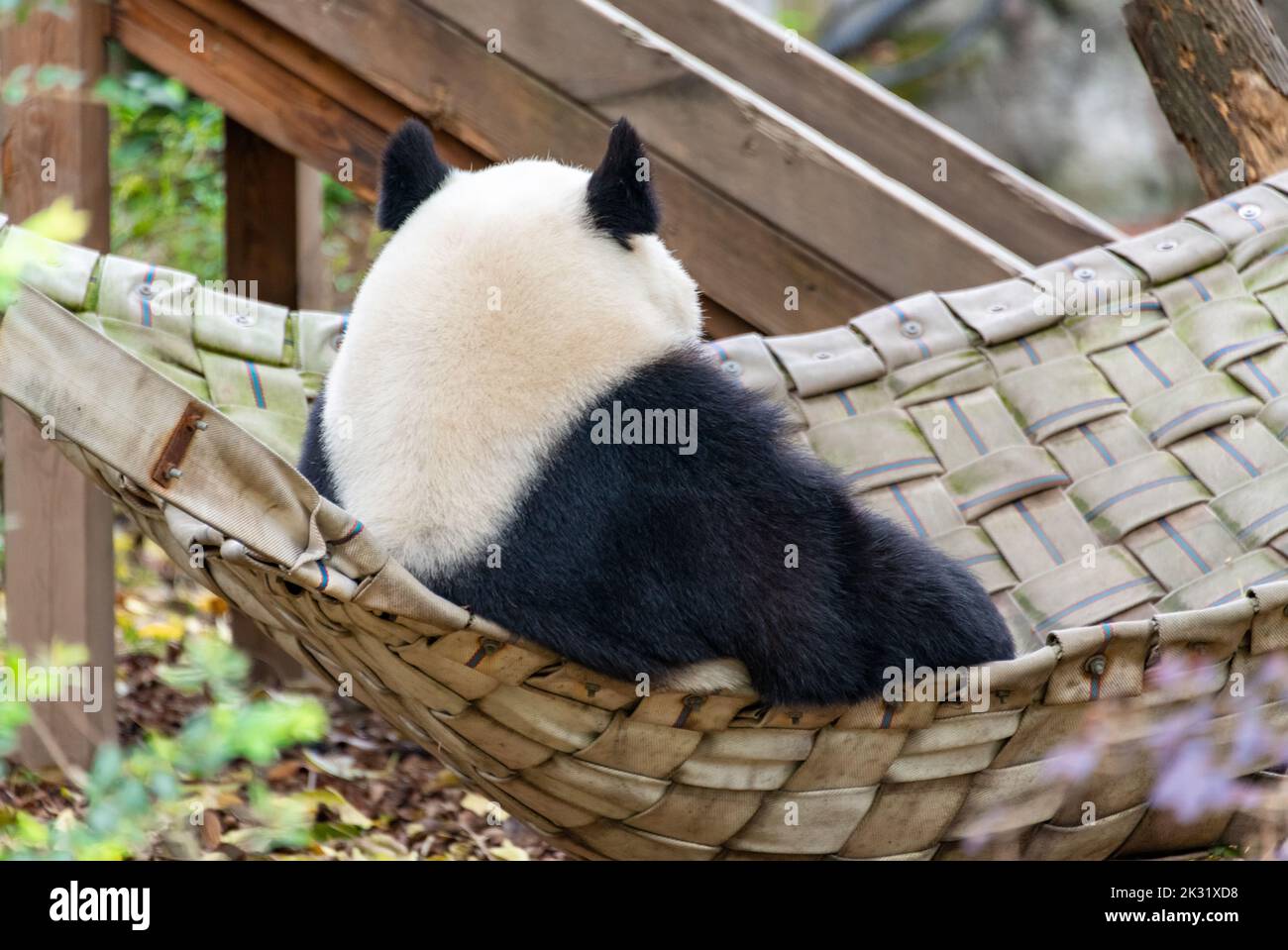 A giant panda is sitting on the bed in an imperial posture Stock Photo ...