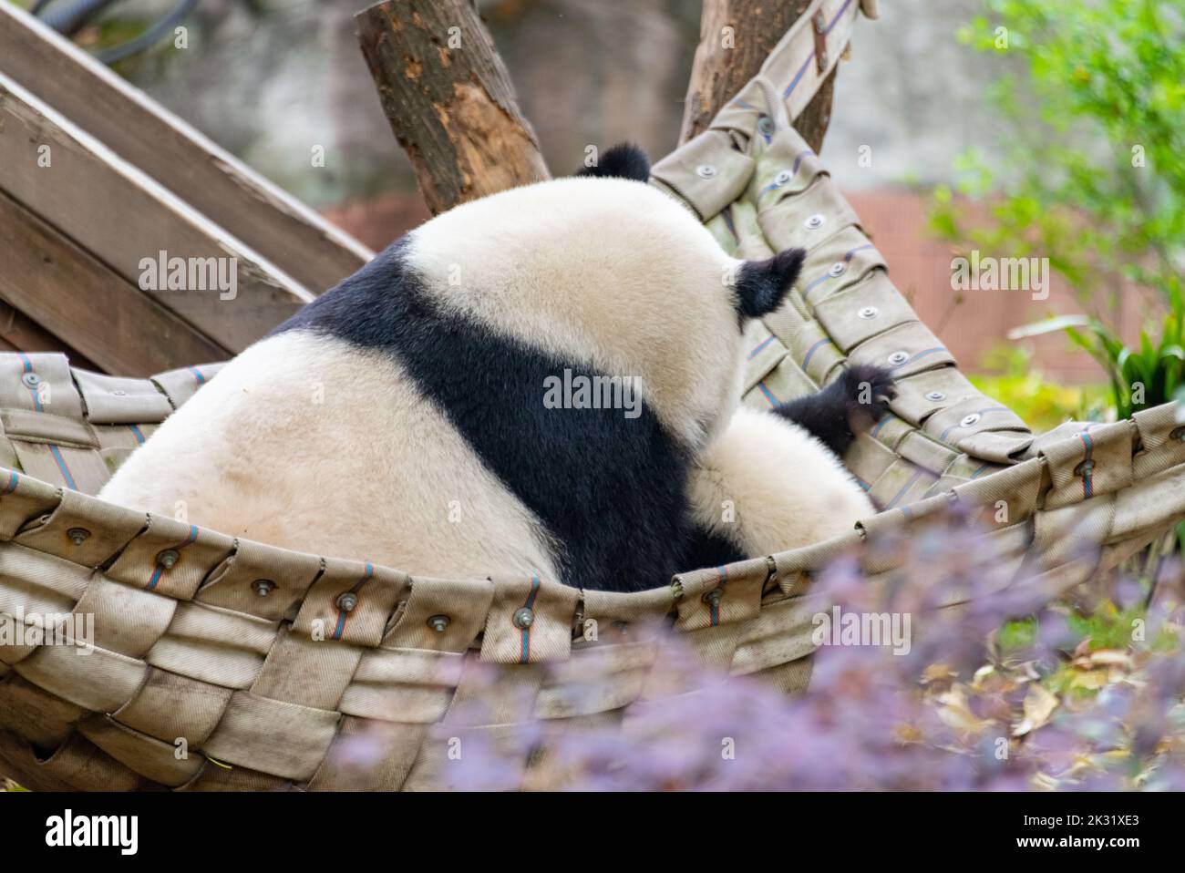A giant panda is sitting on the bed in an imperial posture Stock Photo ...