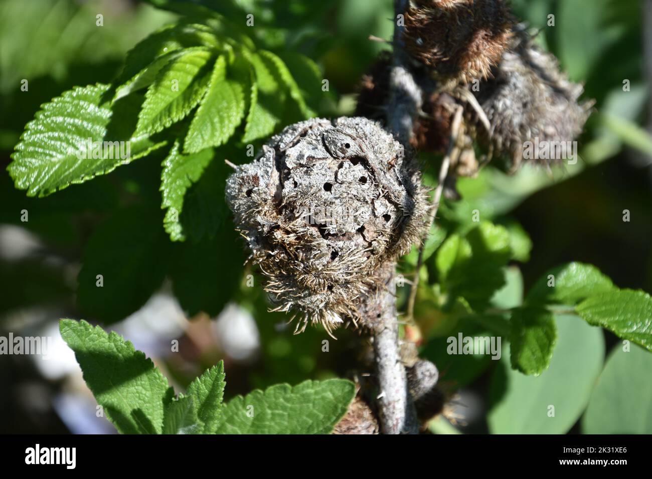 Up close with a thorny seed pod with lots of sharp edges Stock Photo ...