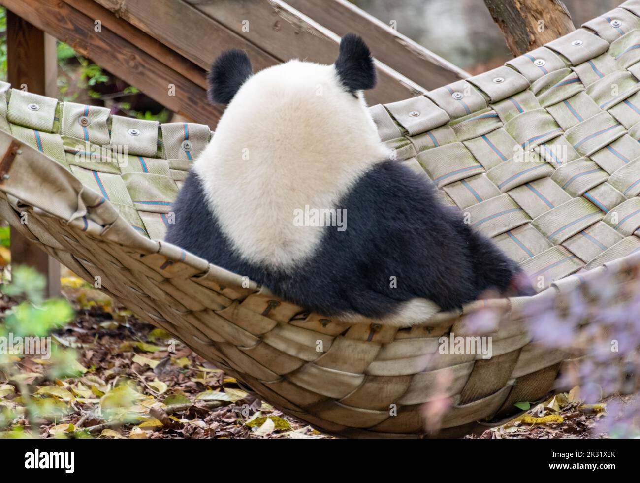 A giant panda is sitting on the bed in an imperial posture Stock Photo ...