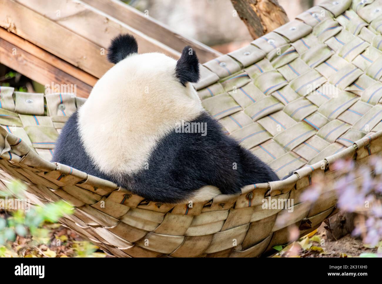 A giant panda is sitting on the bed in an imperial posture Stock Photo ...
