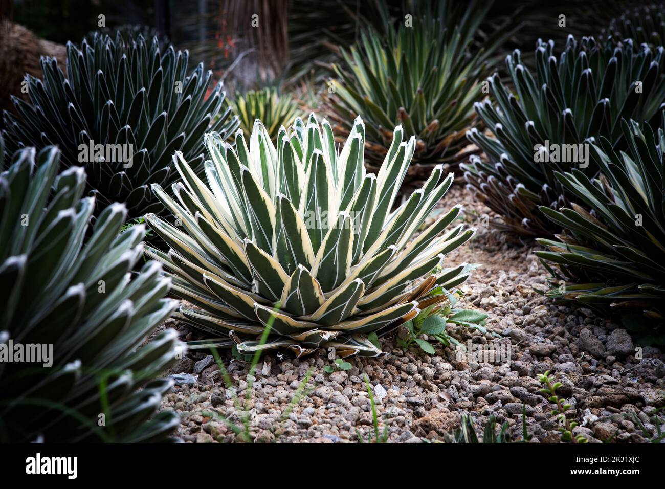 agave victoria planting in succulent garden Stock Photo - Alamy