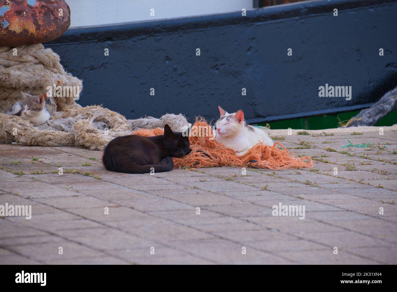 A view of cat lying in ground in background of boat Stock Photo - Alamy