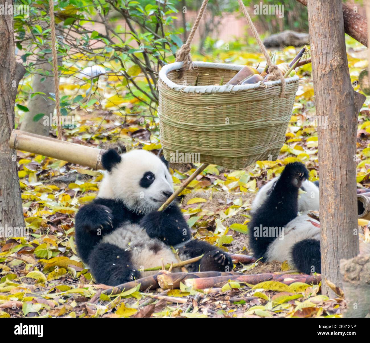 Two little pandas play on the ground and eat bamboo shoots Stock Photo ...