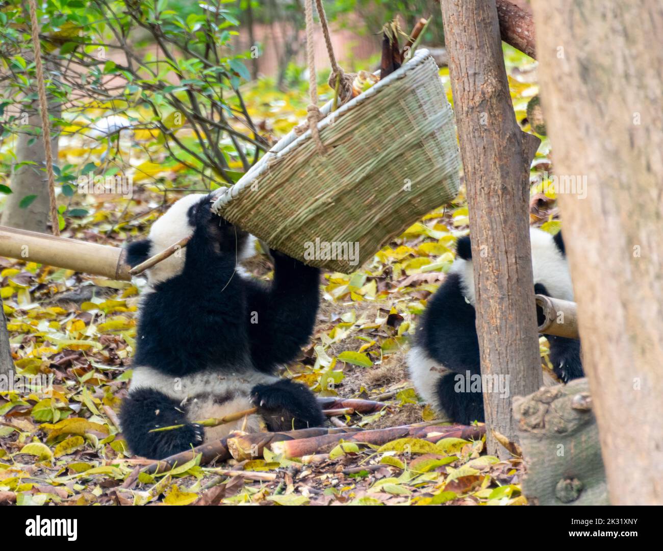 Two little pandas play on the ground and eat bamboo shoots Stock Photo ...