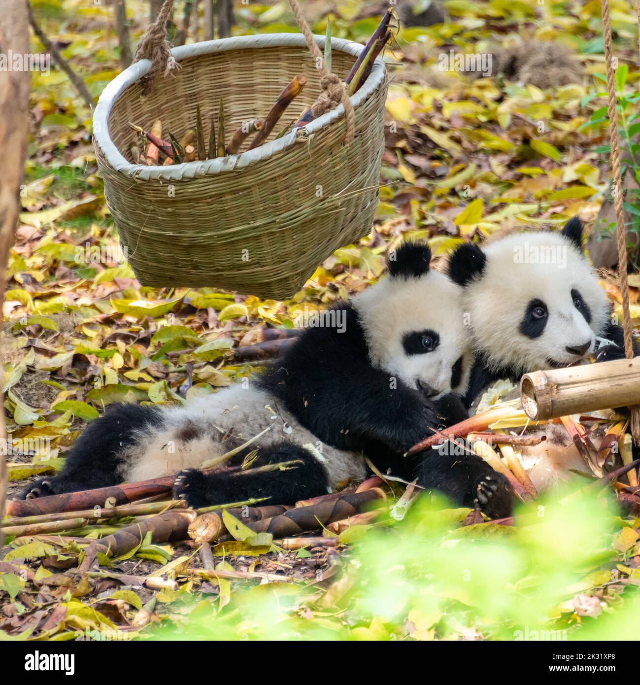 Two little pandas play on the ground and eat bamboo shoots Stock Photo ...