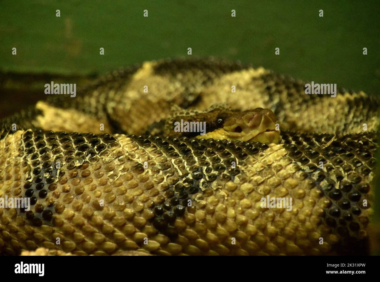 Coiled up bushmaster snake with overlapping scales along its skin Stock ...