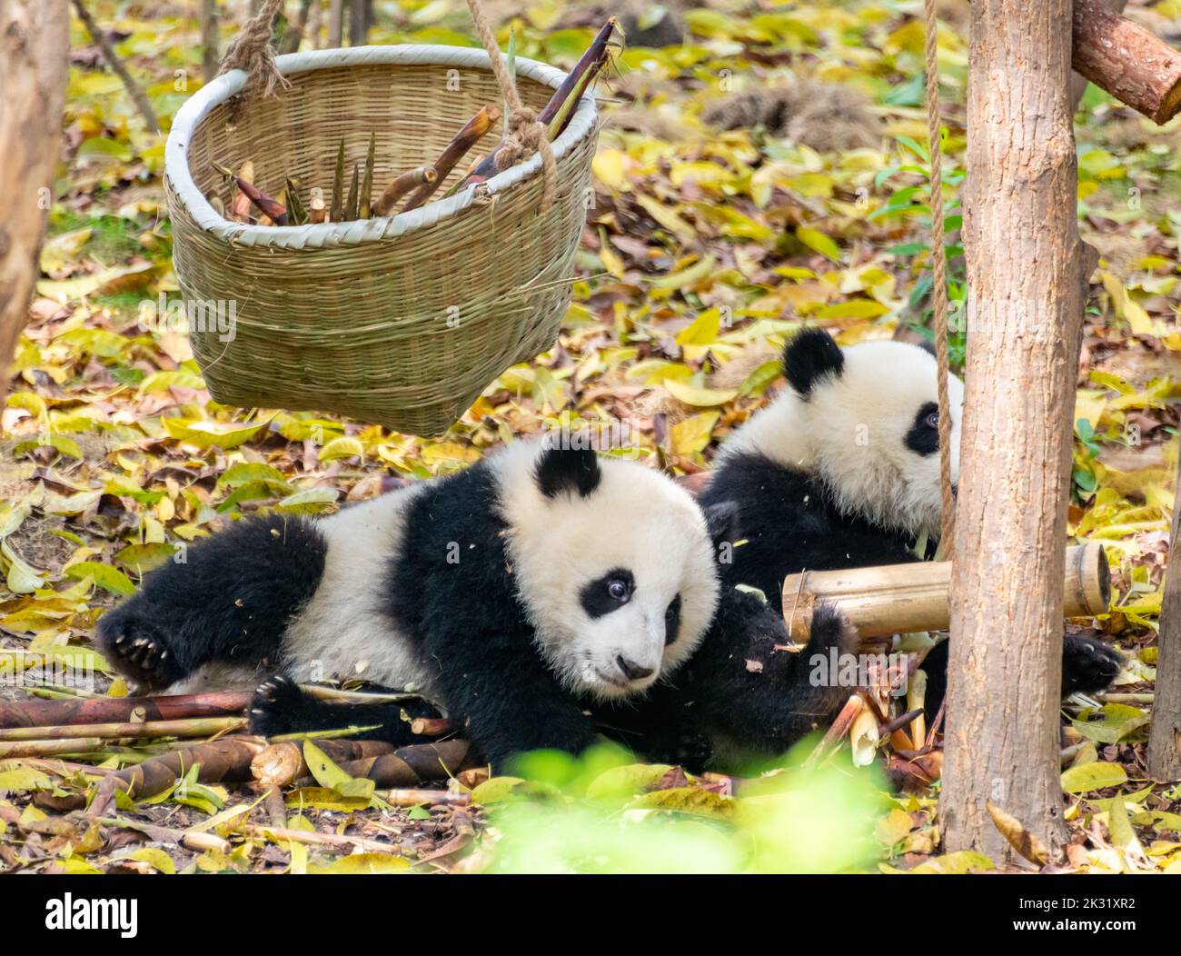 Two little pandas play on the ground and eat bamboo shoots Stock Photo ...