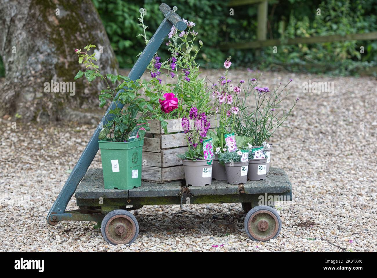 vintage wooden trolley with plants ready for planting in the back ...