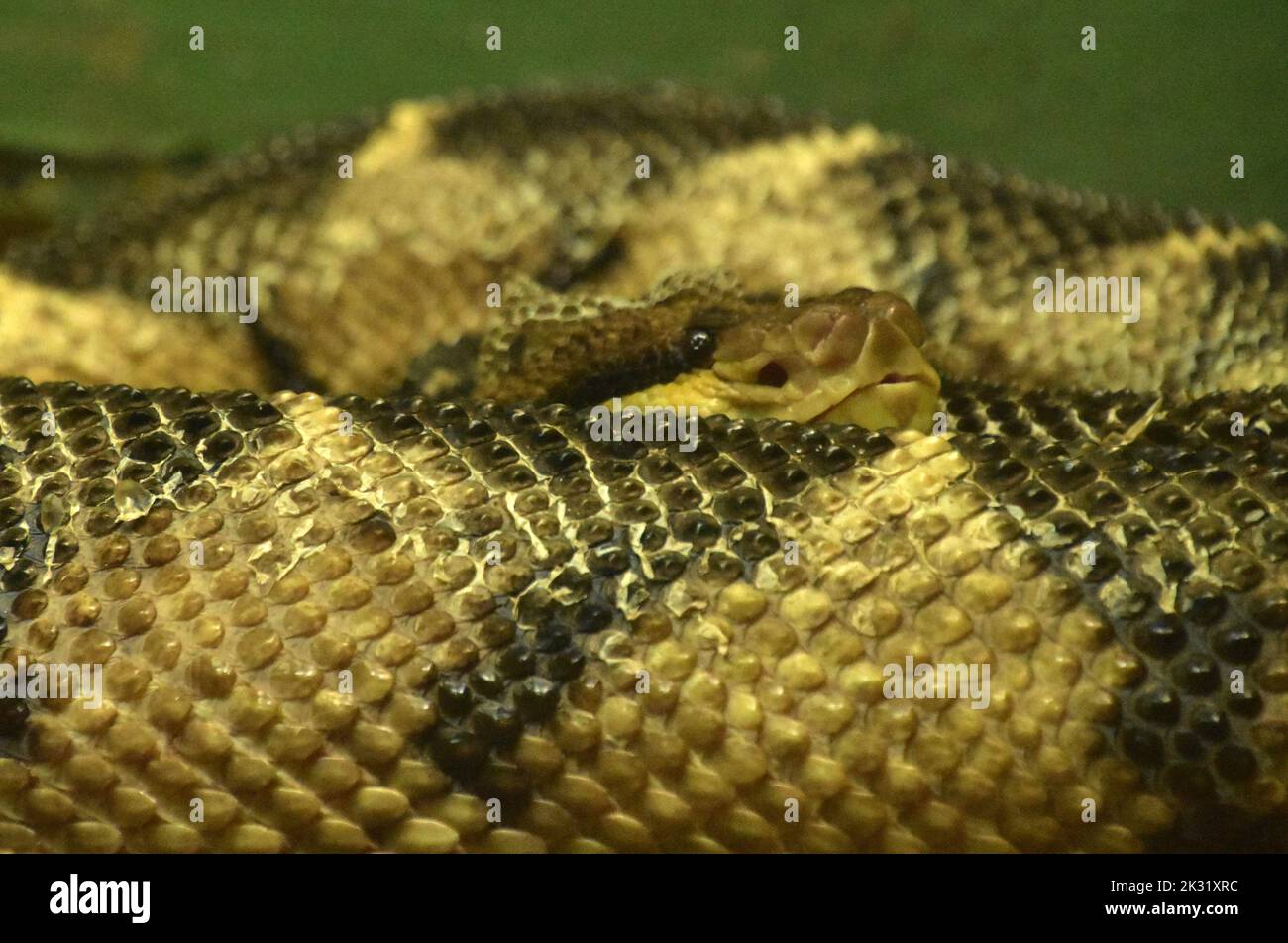Bushmaster snake tongue hi-res stock photography and images - Alamy