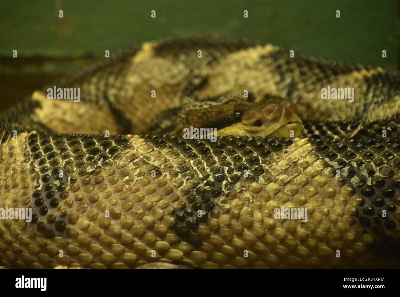 Amazing look at a coiled up bushmaster snake with tan and black scales ...
