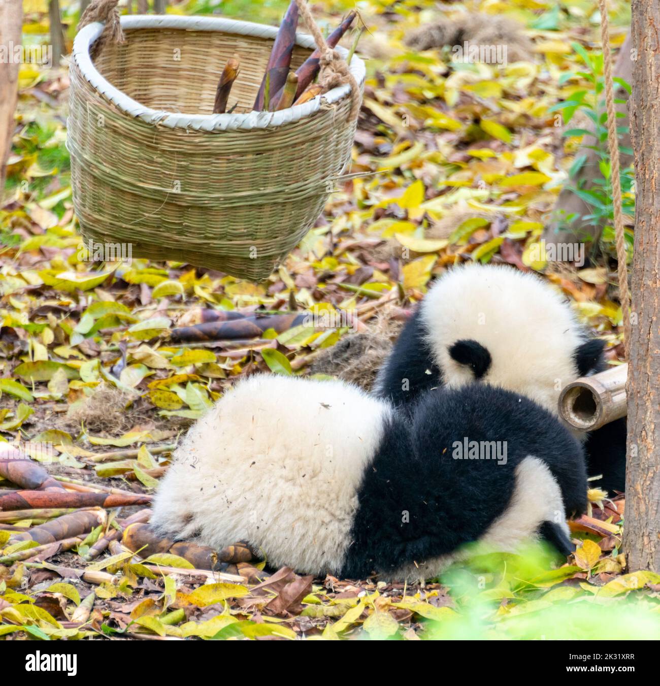 Two little pandas play on the ground and eat bamboo shoots Stock Photo ...