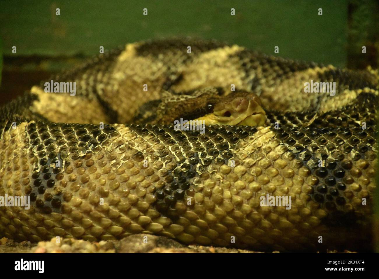 Black and tan coiled bushmaster snake pearing over his coiled up body ...