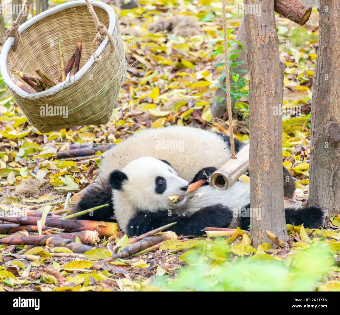 Two little pandas play on the ground and eat bamboo shoots Stock Photo ...
