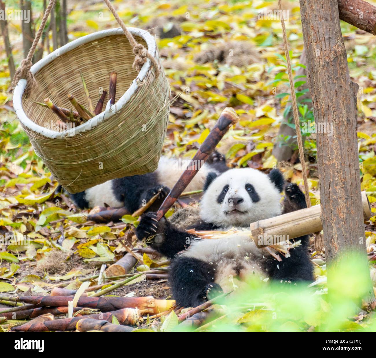 Two little pandas play on the ground and eat bamboo shoots Stock Photo ...