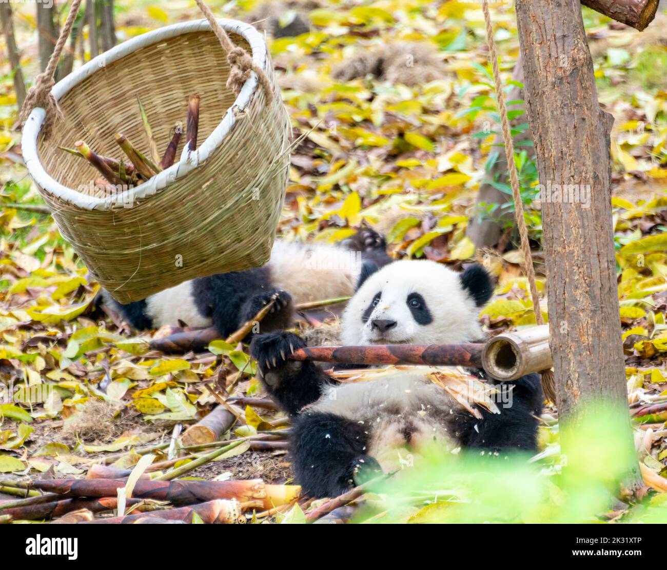 Two little pandas play on the ground and eat bamboo shoots Stock Photo ...