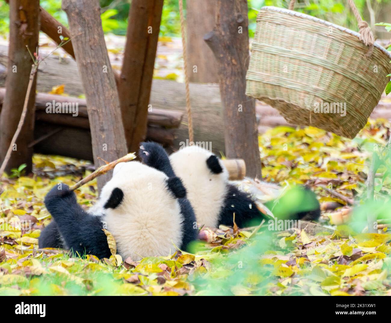 Two little pandas play on the ground and eat bamboo shoots Stock Photo ...