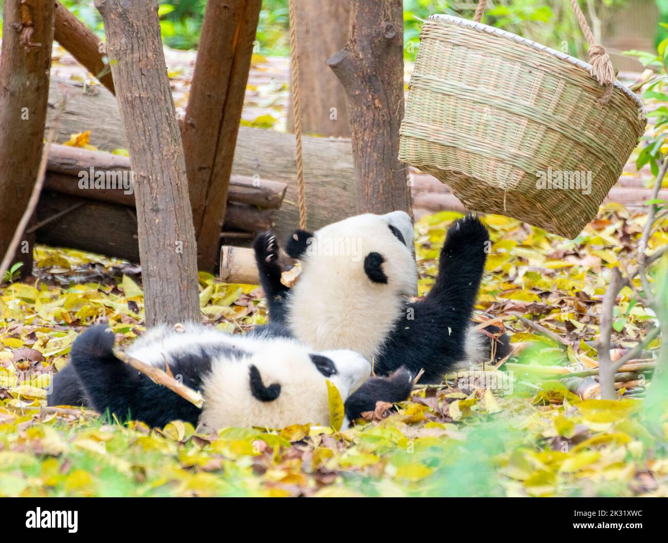 Two pandas play china hi-res stock photography and images - Alamy