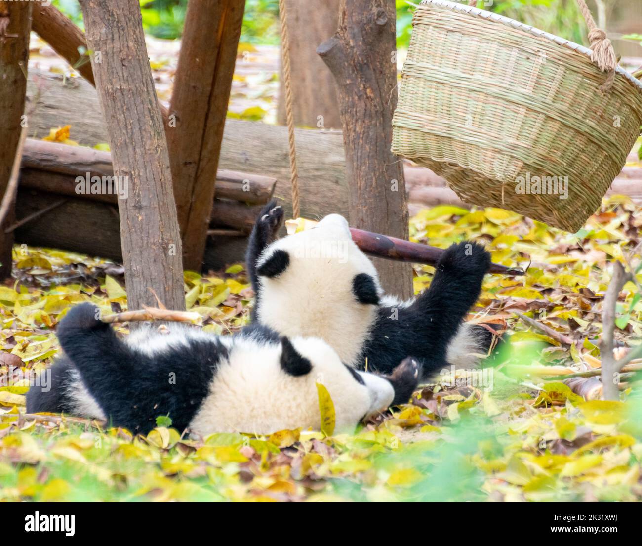 Two little pandas play on the ground and eat bamboo shoots Stock Photo ...