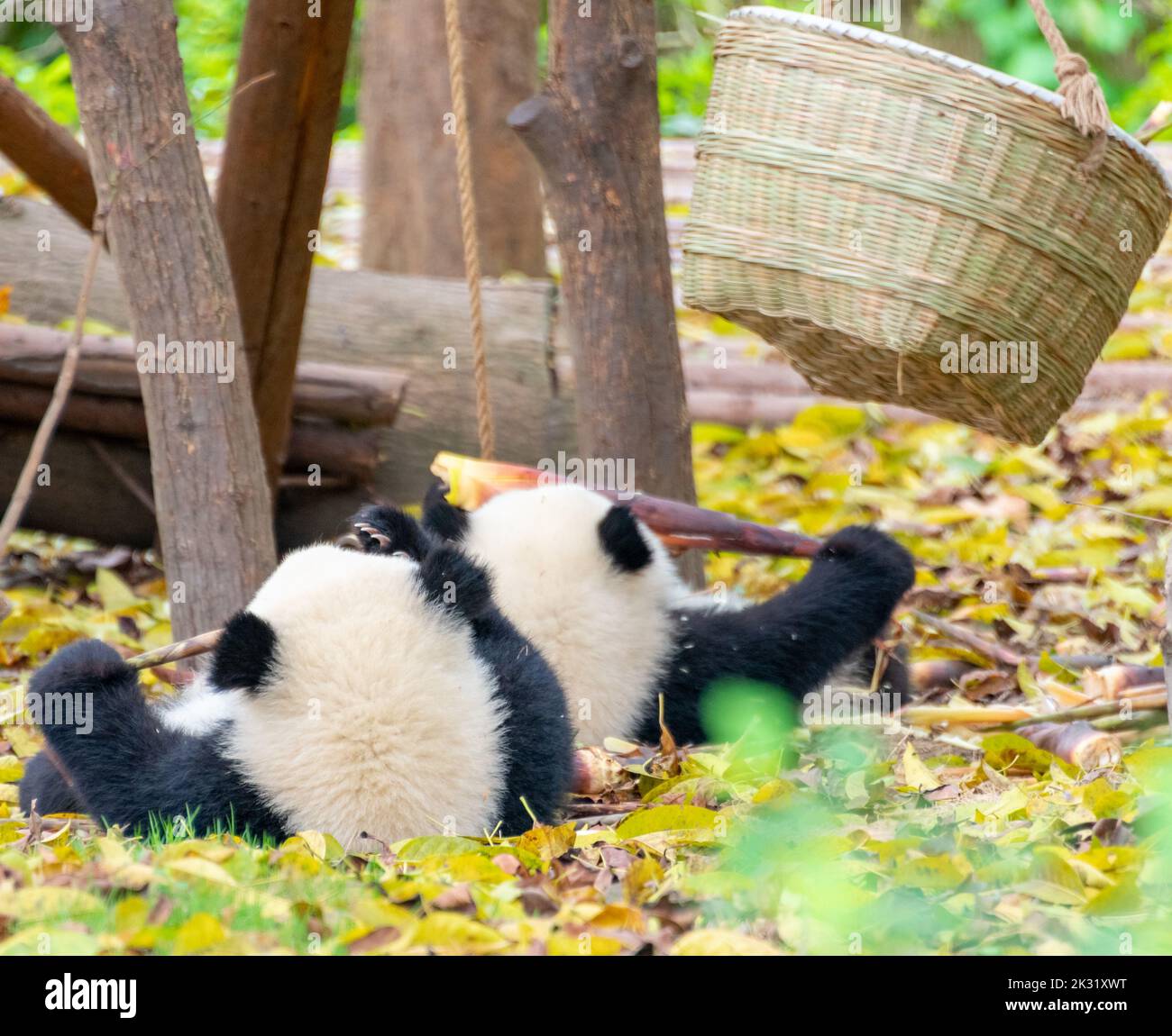 Two little pandas play on the ground and eat bamboo shoots Stock Photo ...