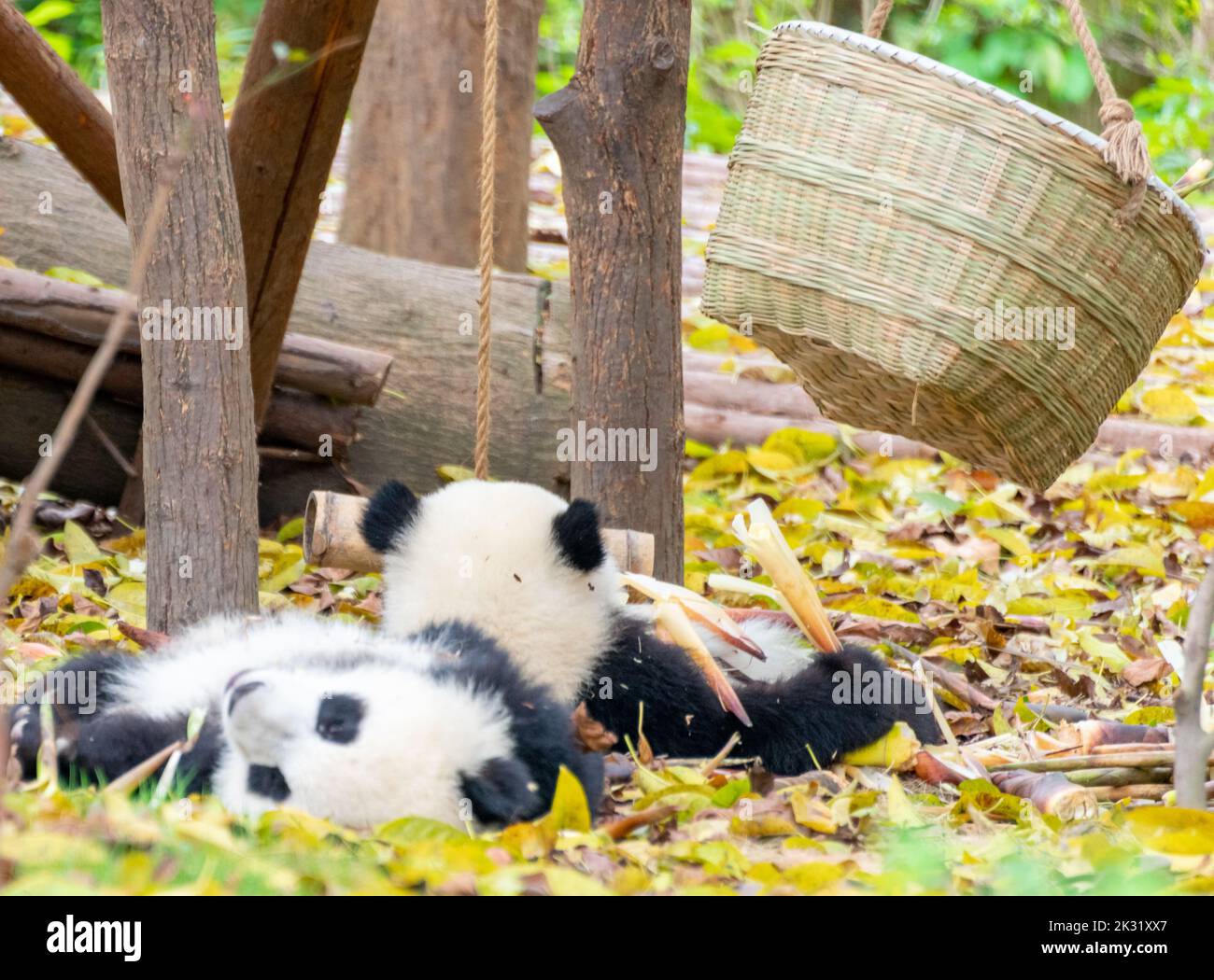 Two little pandas play on the ground and eat bamboo shoots Stock Photo ...