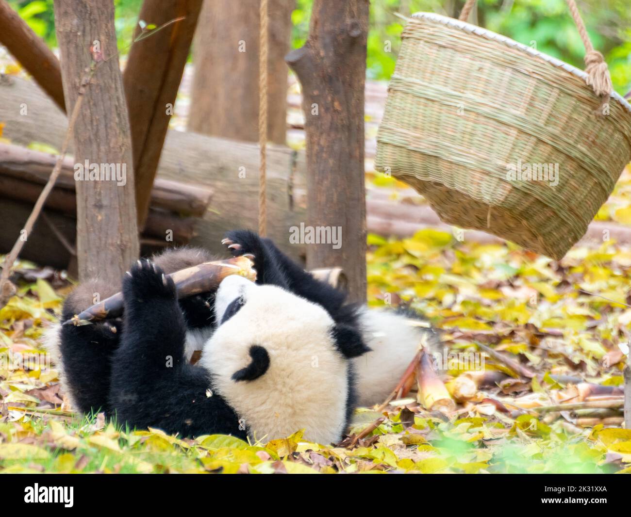Two little pandas play on the ground and eat bamboo shoots Stock Photo ...