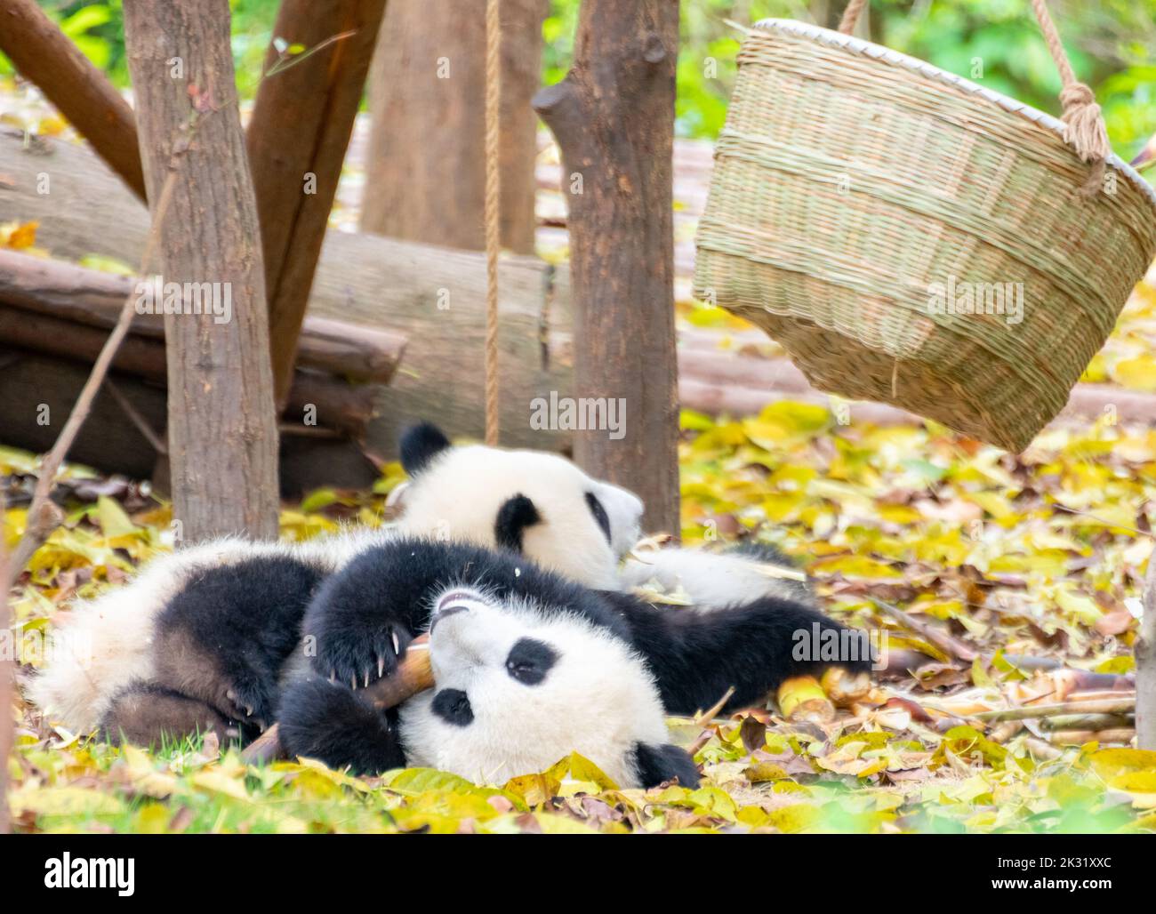 Two little pandas play on the ground and eat bamboo shoots Stock Photo ...