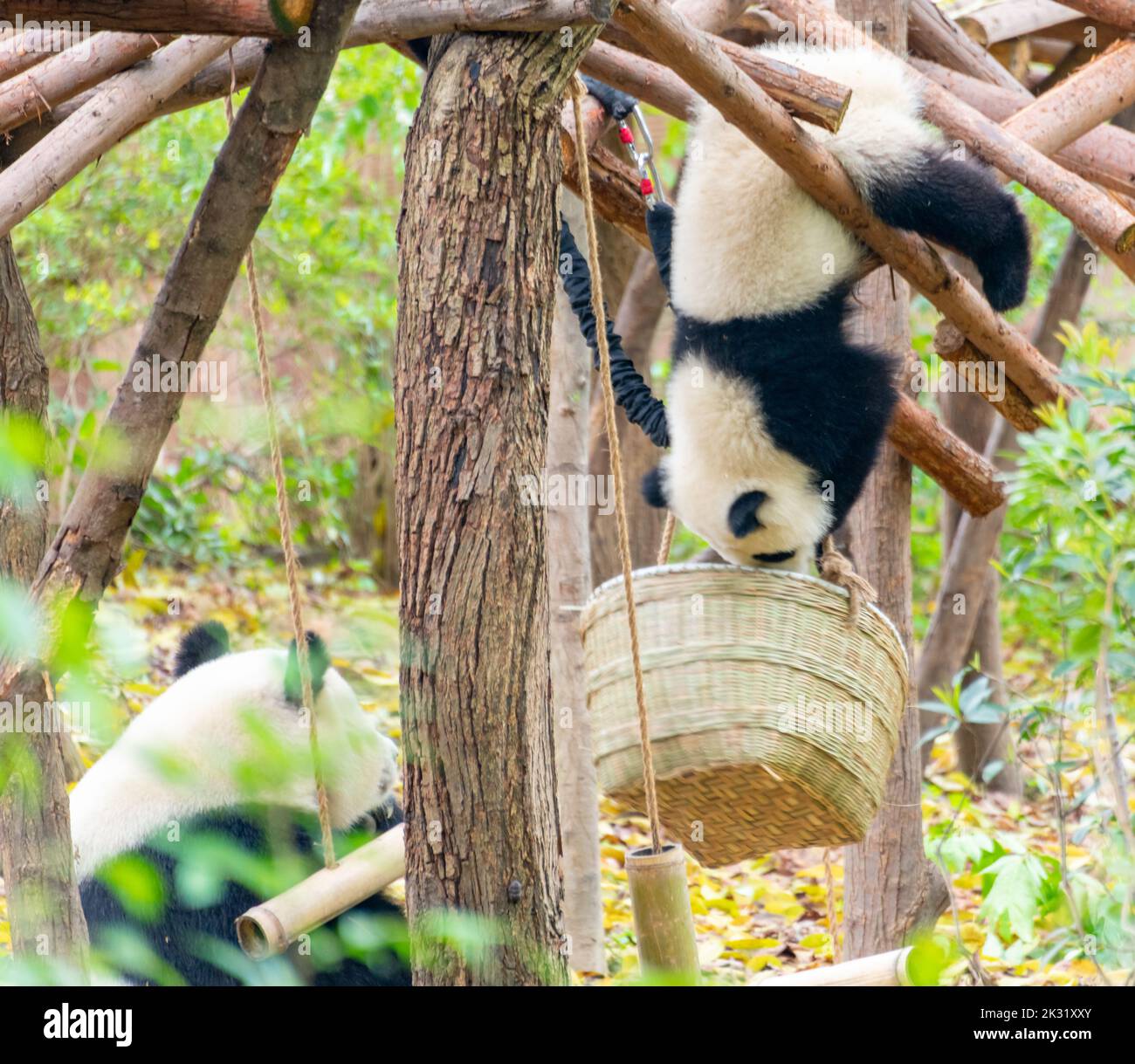 Two little pandas play on the ground and eat bamboo shoots Stock Photo ...