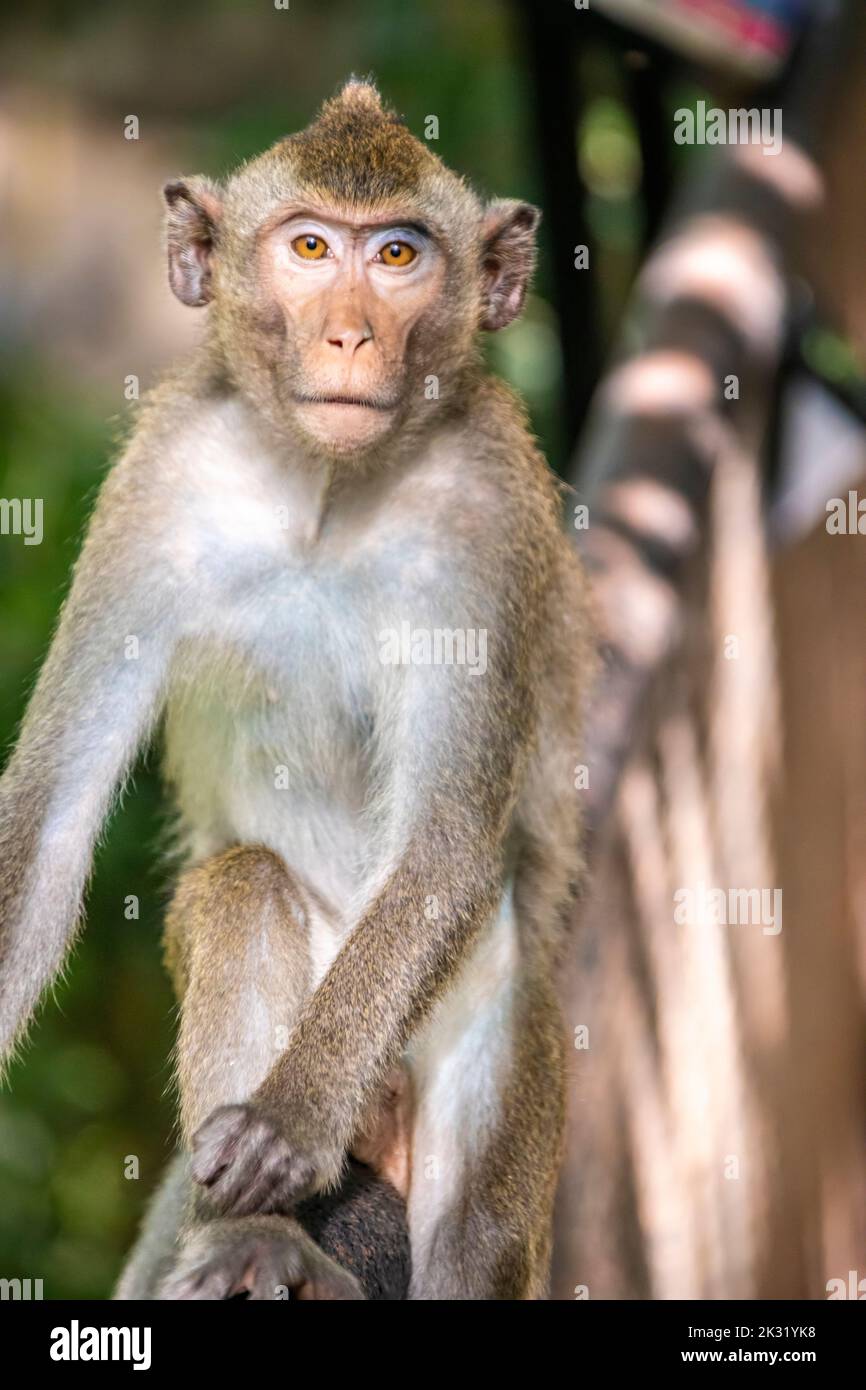 The wild crab-eating macaque (Macaca fascicularis) in khao kheow zoo Thailand. A primate native ...