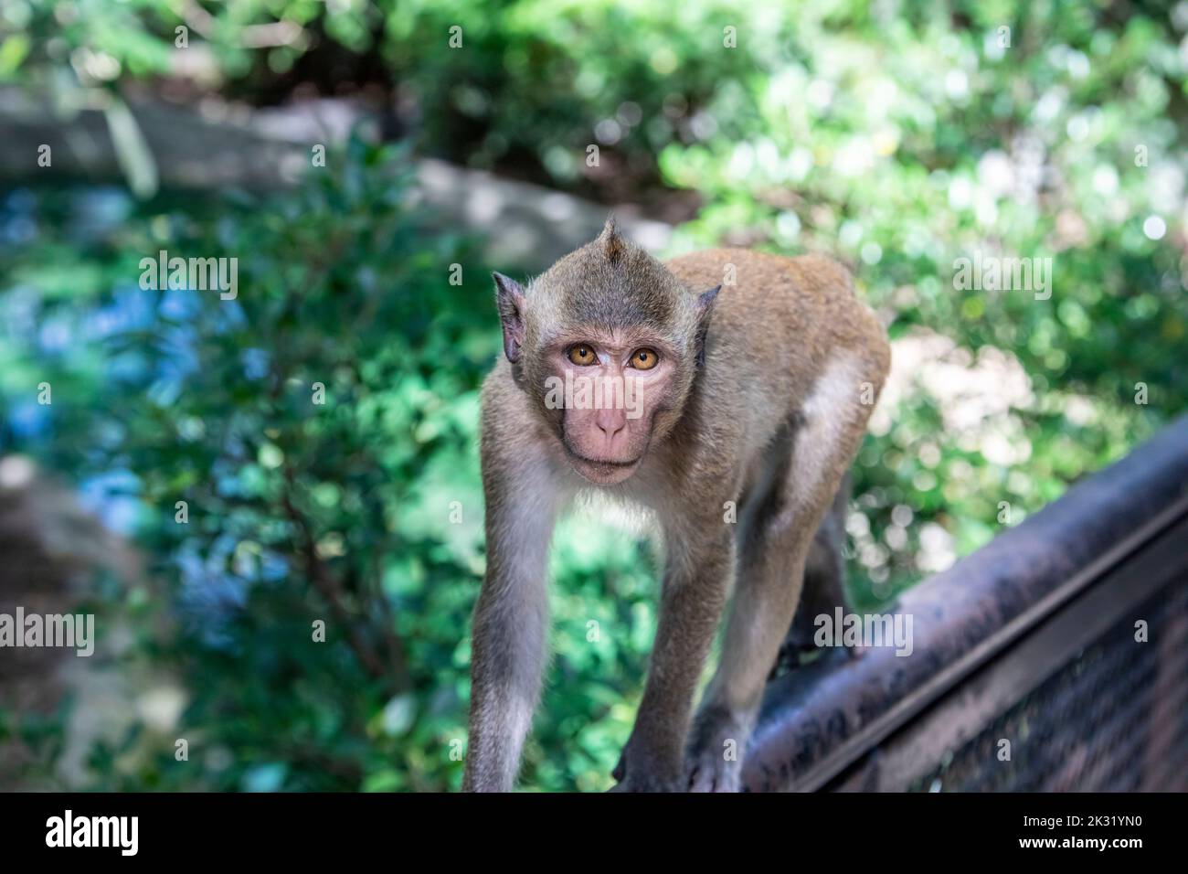 The wild crab-eating macaque (Macaca fascicularis) in khao kheow zoo ...