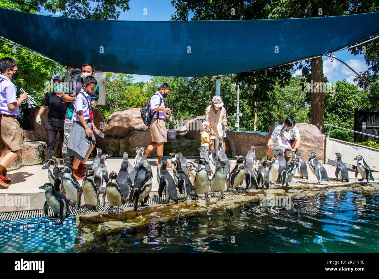 Kids feeding penguin hi-res stock photography and images - Alamy