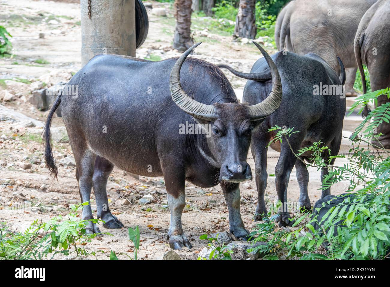Indian asiatic water buffalo hi-res stock photography and images - Alamy