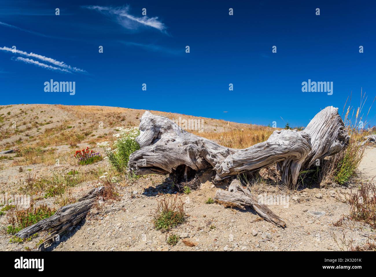 Dry summer landscape on the slopes of Mount St. Helens, Skamania County ...