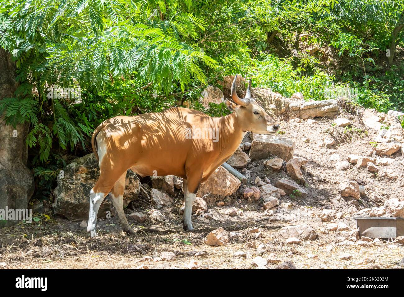 the closeup image of female Banteng. It is a species of wild cattle ...