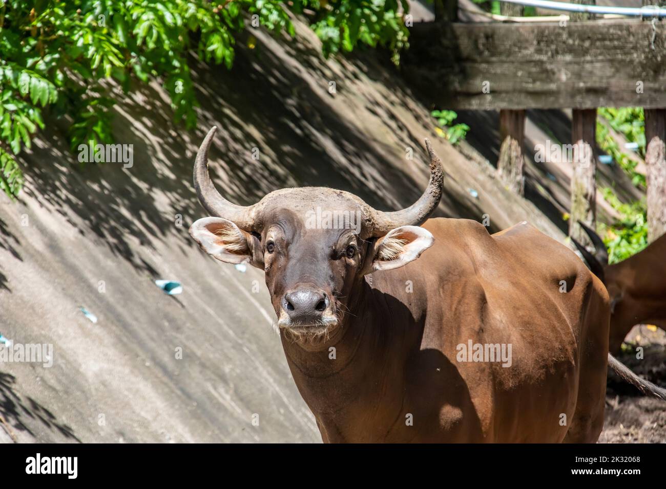 Banteng cow hi-res stock photography and images - Alamy