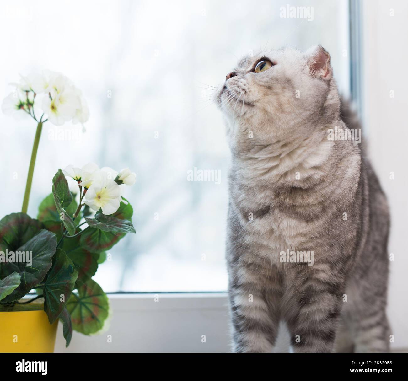 Curious cat walking on windowsill next to blooming potted geranium ...