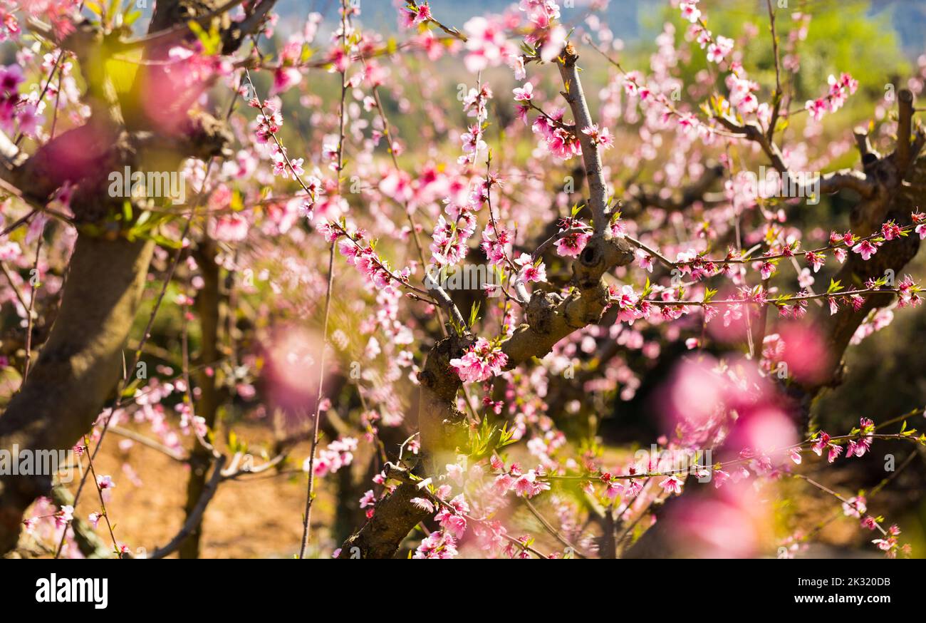 rows of peach trees blooming in spring Stock Photo - Alamy