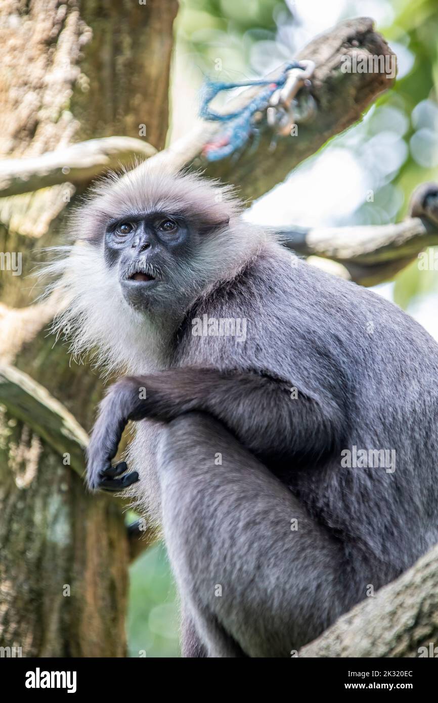 The purple-faced langur (Semnopithecus vetulus) is a species of Old ...