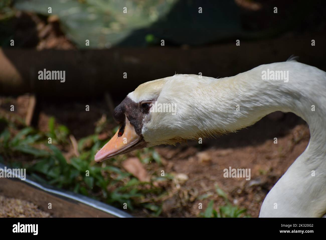 Facial view of swan Stock Photo - Alamy
