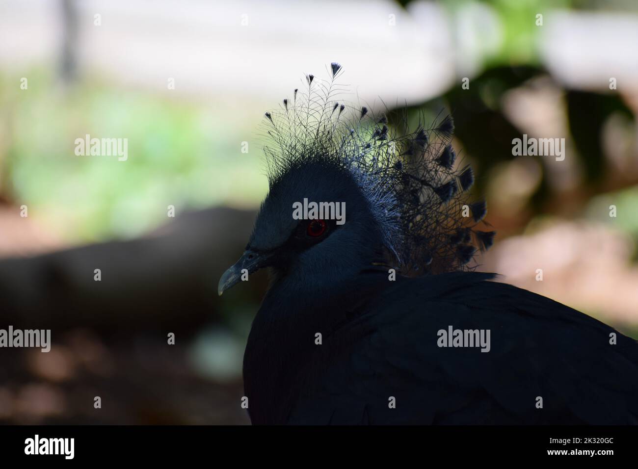 crown on bird head Stock Photo - Alamy
