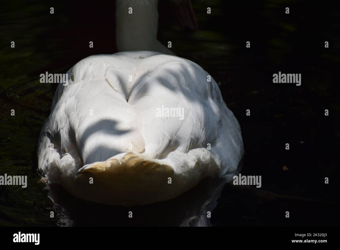 Birds with unique behavior hi-res stock photography and images - Alamy