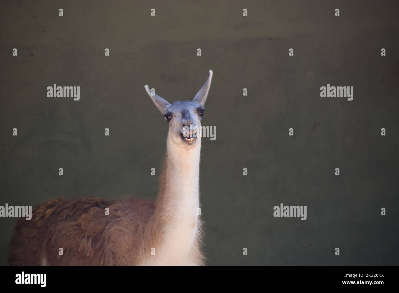 face of lama Stock Photo - Alamy