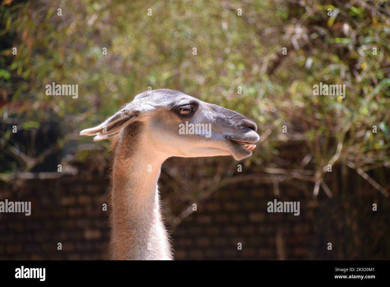 Fluffy llama head on hi-res stock photography and images - Alamy