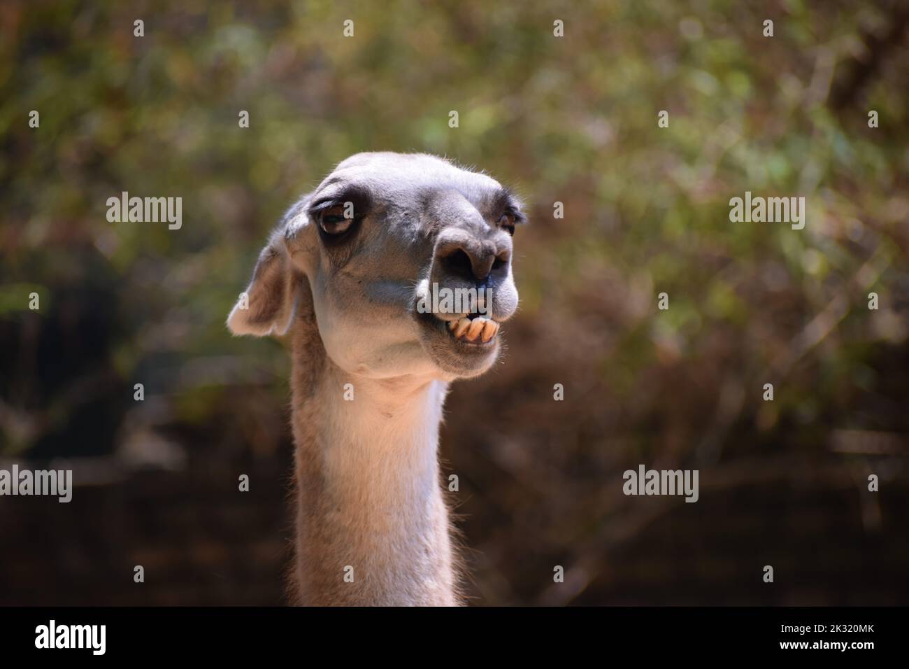 Lamas animals hi-res stock photography and images - Alamy